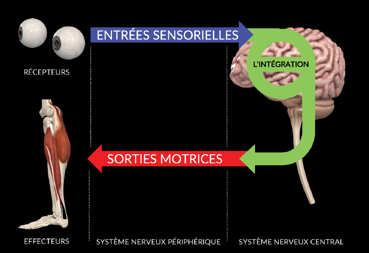 Qu’est-ce que le Neuro-training ? – Athletics Club