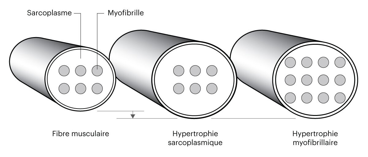 Qu’est ce que l’hypertrophie musculaire ? – Athletics Club